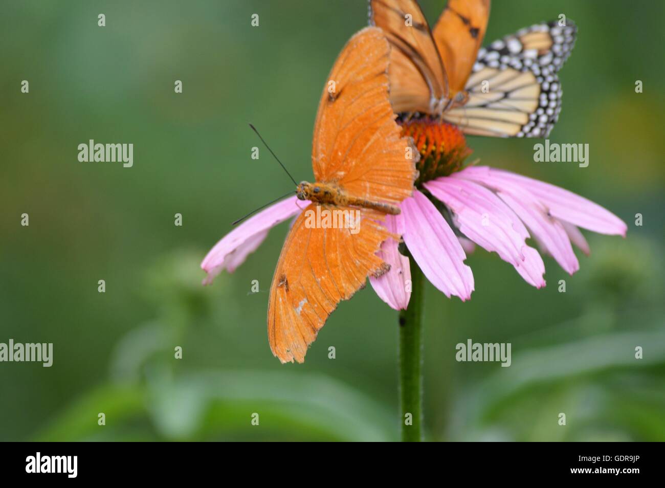 Monarch butterfly on a coneflower Stock Photo - Alamy