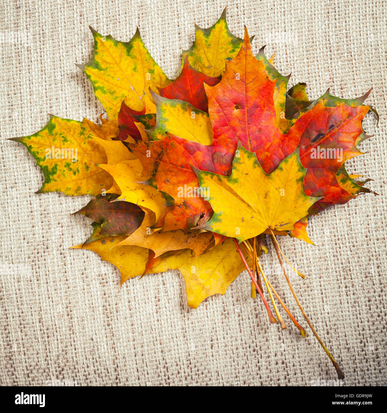 Colorful autumn leaves and an old maple tree hi-res stock photography ...