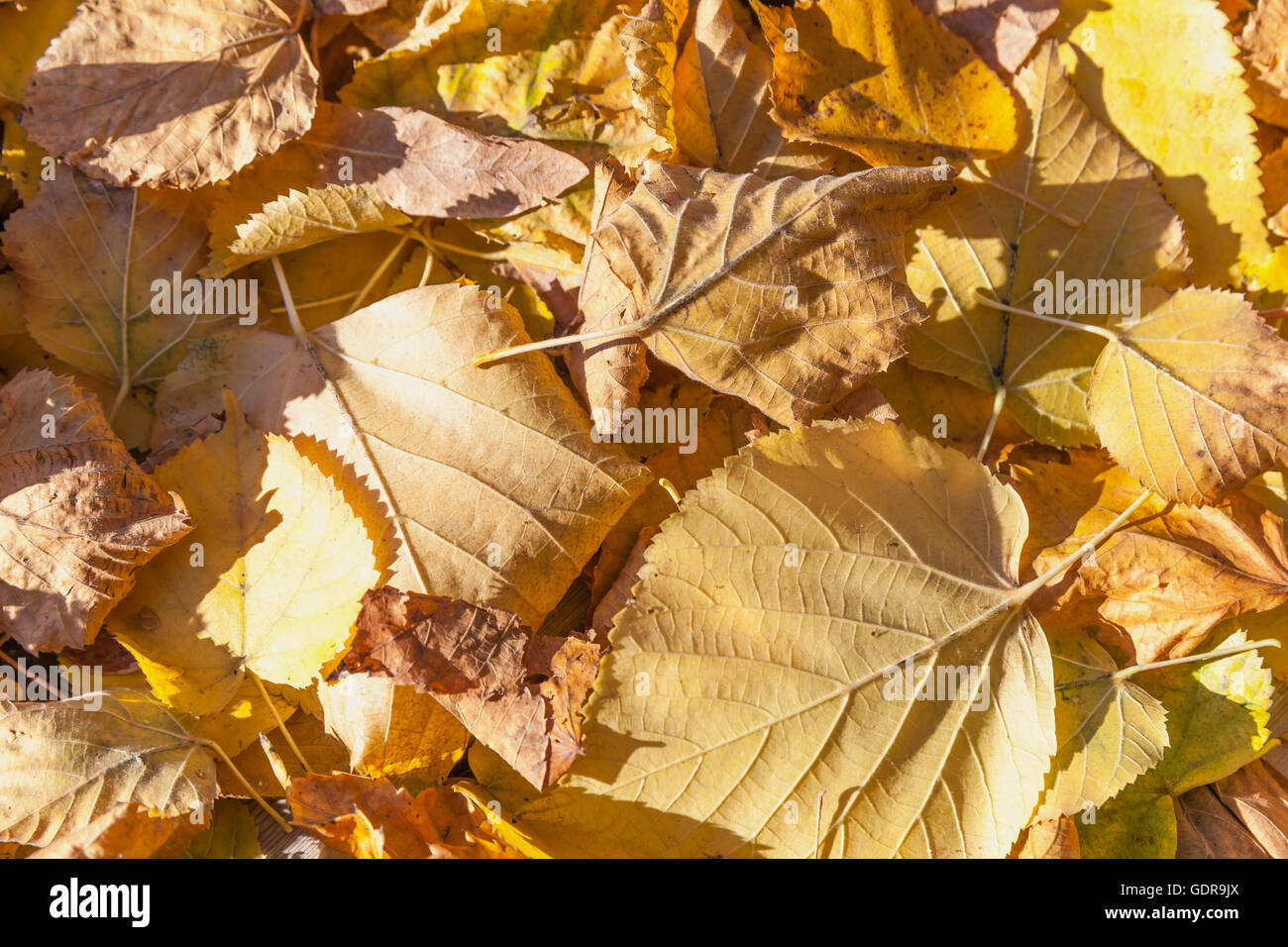 Dry yellow fallen autumnal leaves lay on the ground with bright sunlight illumination Stock ...