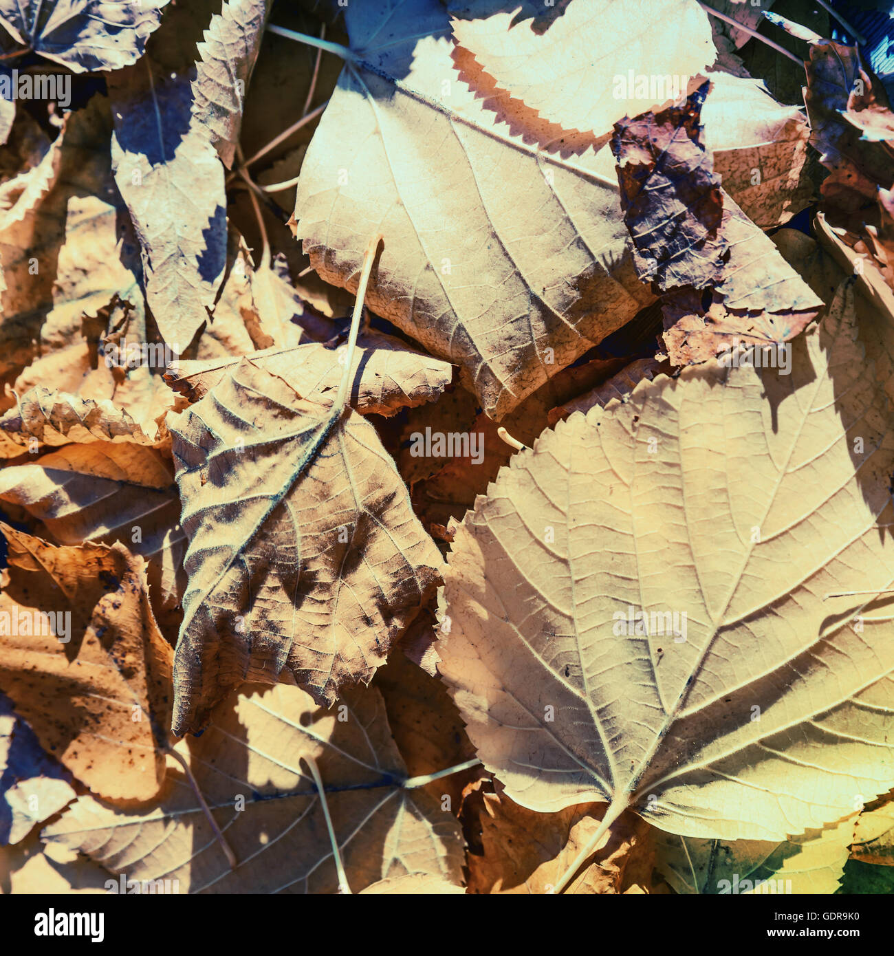 Old brown fallen leaves hi-res stock photography and images - Alamy