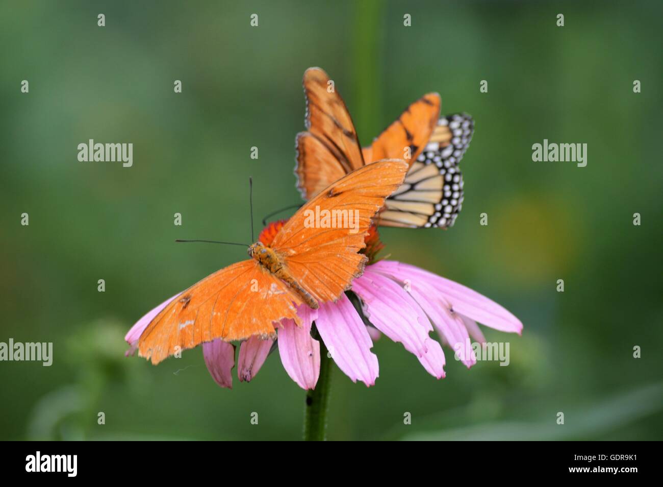 Monarch butterfly on a coneflower Stock Photo - Alamy