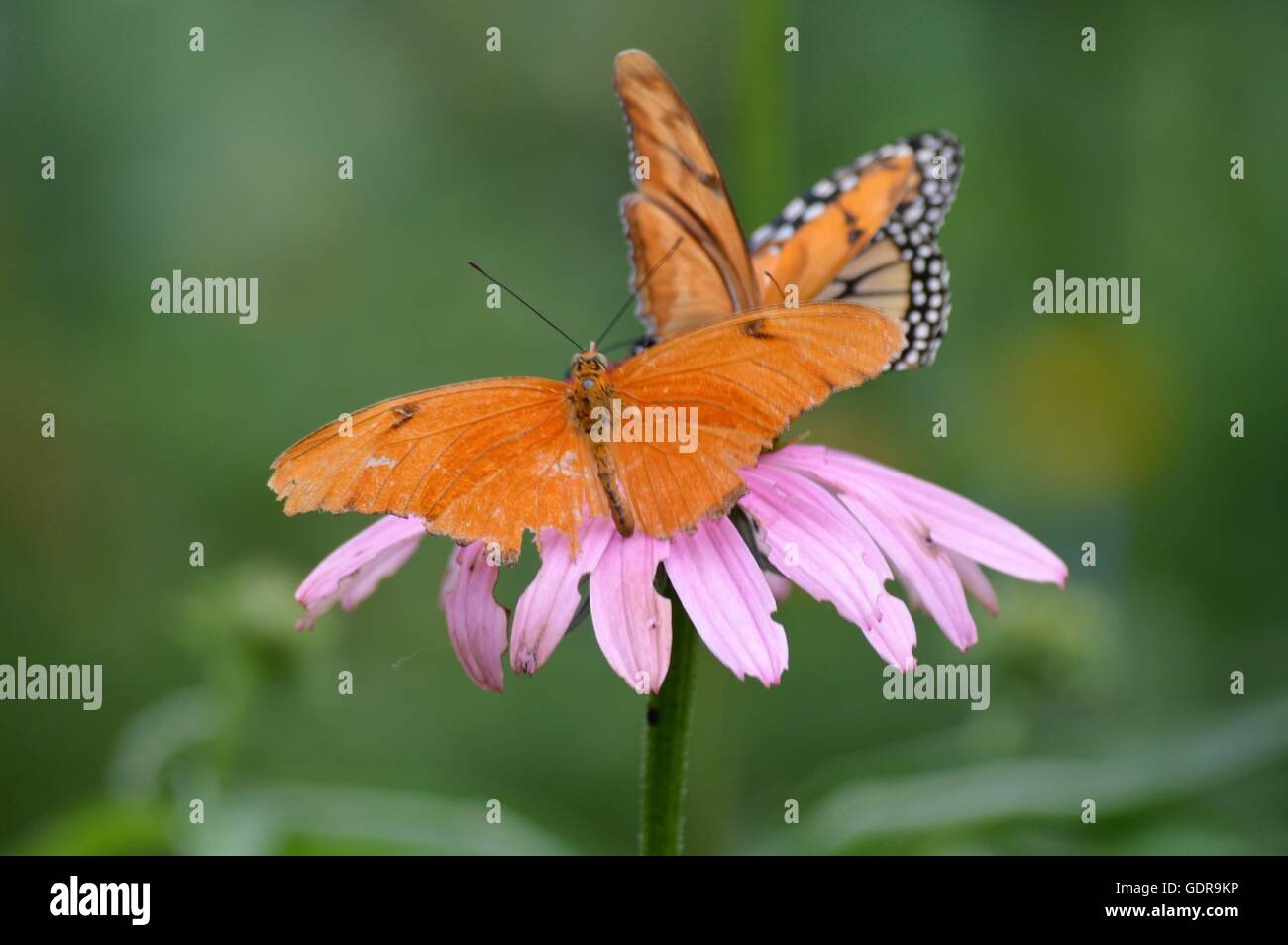 Monarch butterfly on a coneflower Stock Photo - Alamy
