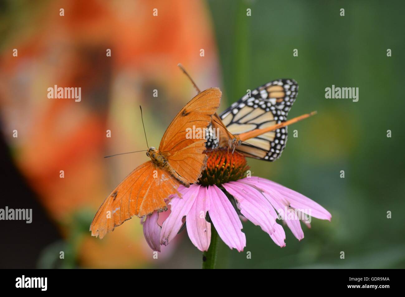 Monarch butterfly on a coneflower Stock Photo - Alamy