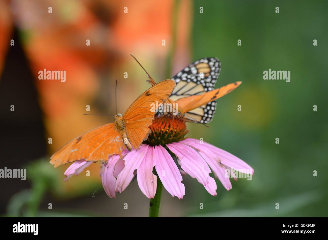 Monarch butterfly on a coneflower Stock Photo - Alamy