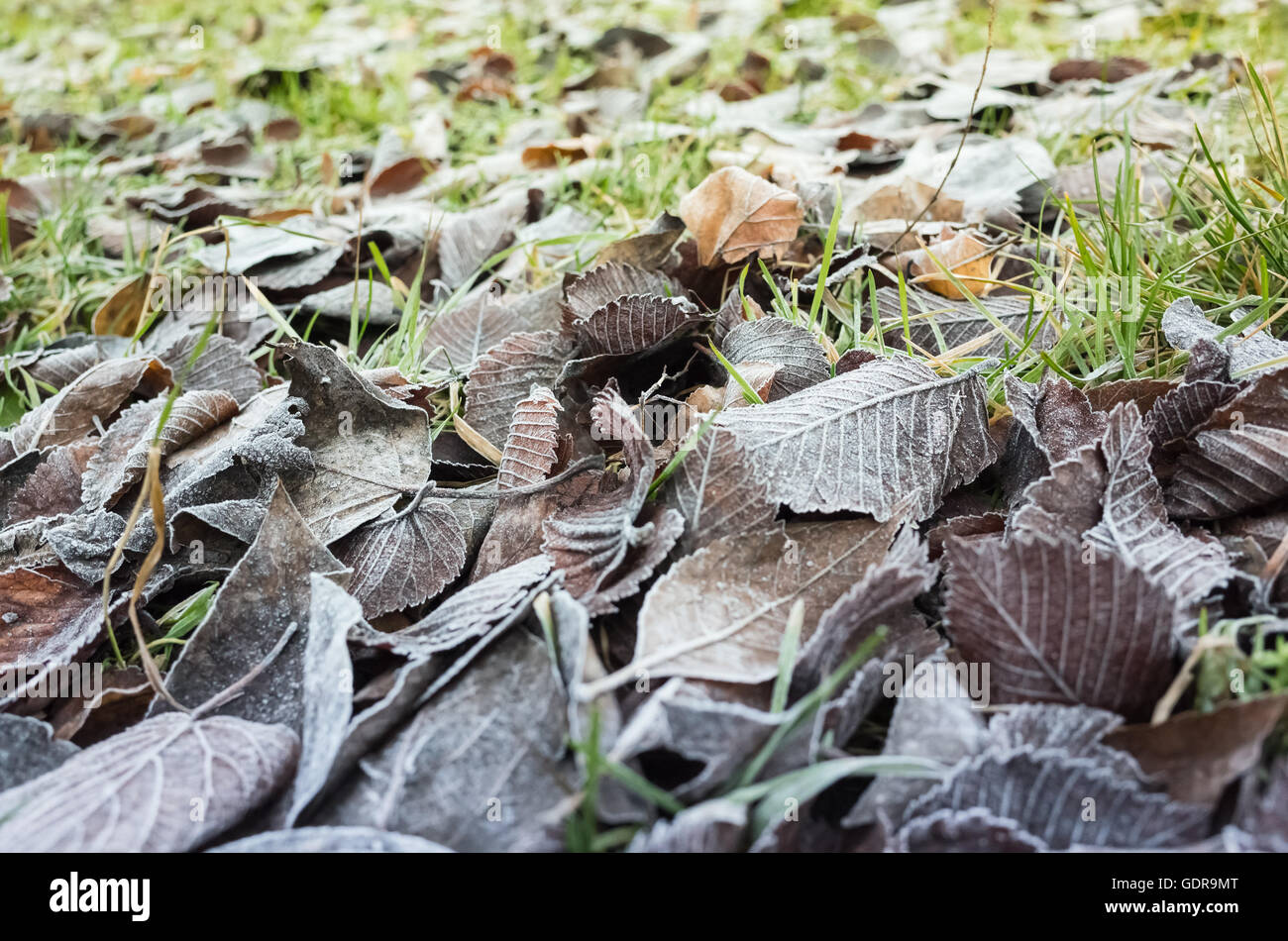 Grass frost hi-res stock photography and images - Alamy
