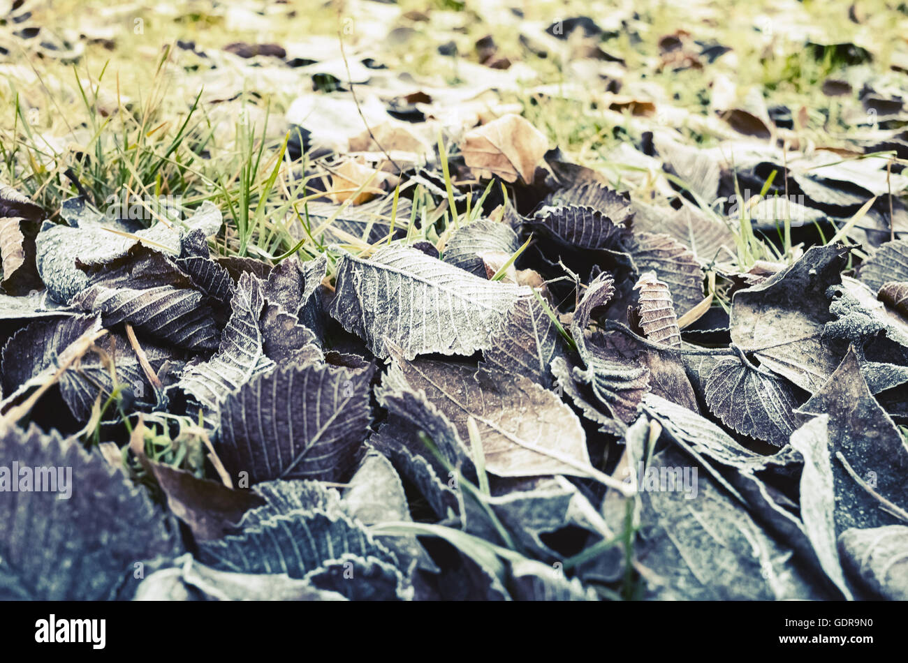 Old brown fallen leaves hi-res stock photography and images - Alamy