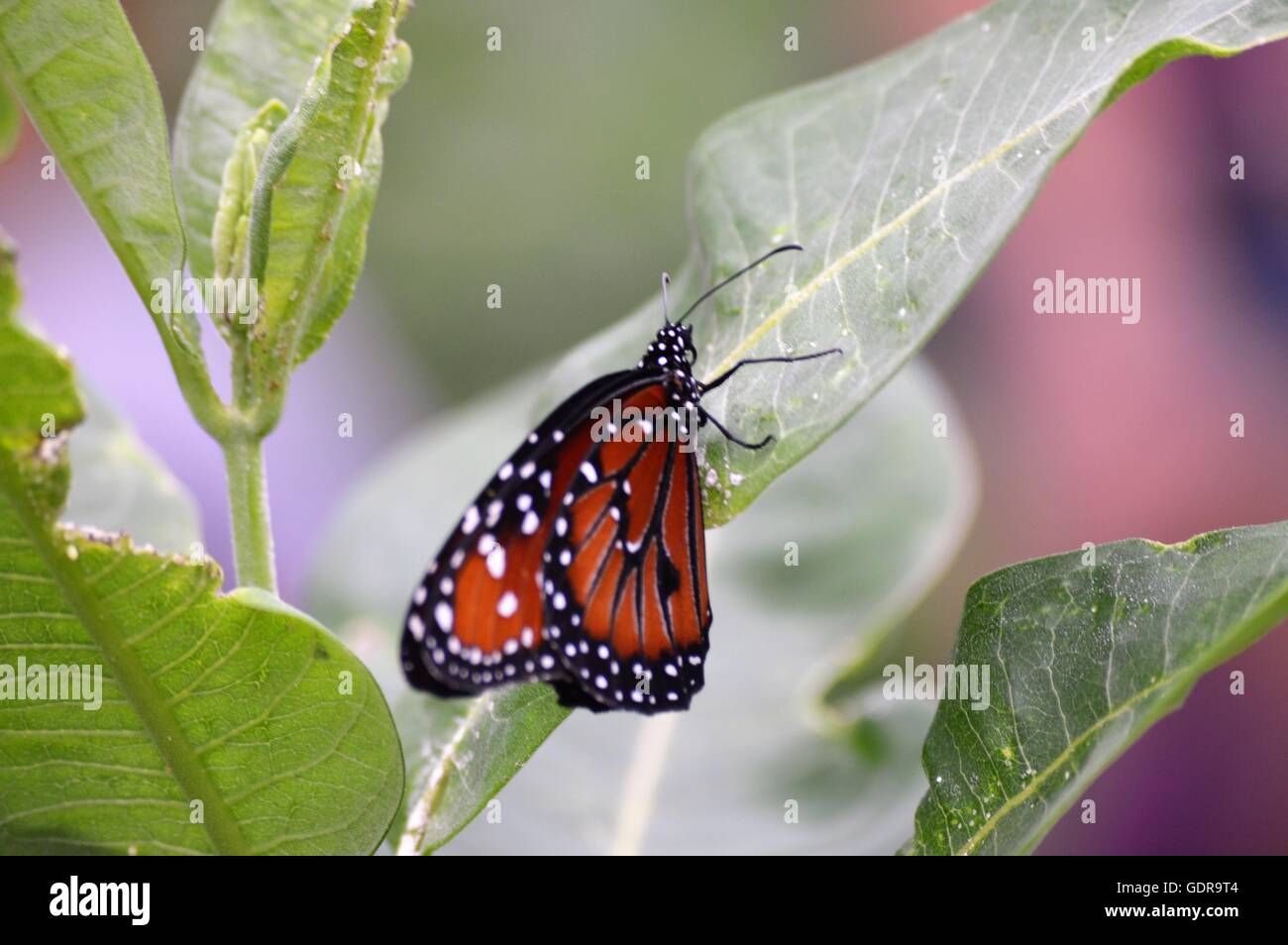 Monarch butterfly on a leaf Stock Photo - Alamy