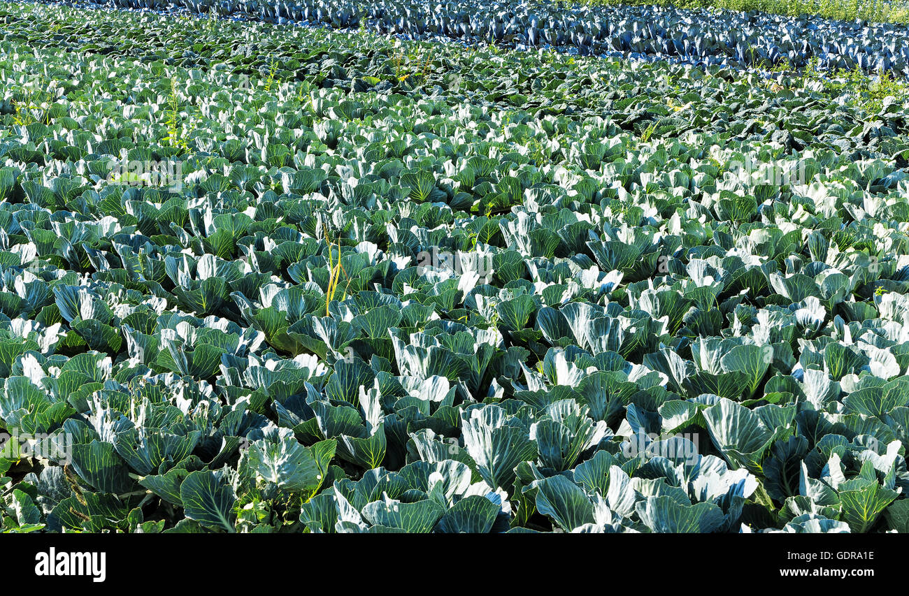 Fields of vegetables hi-res stock photography and images - Alamy