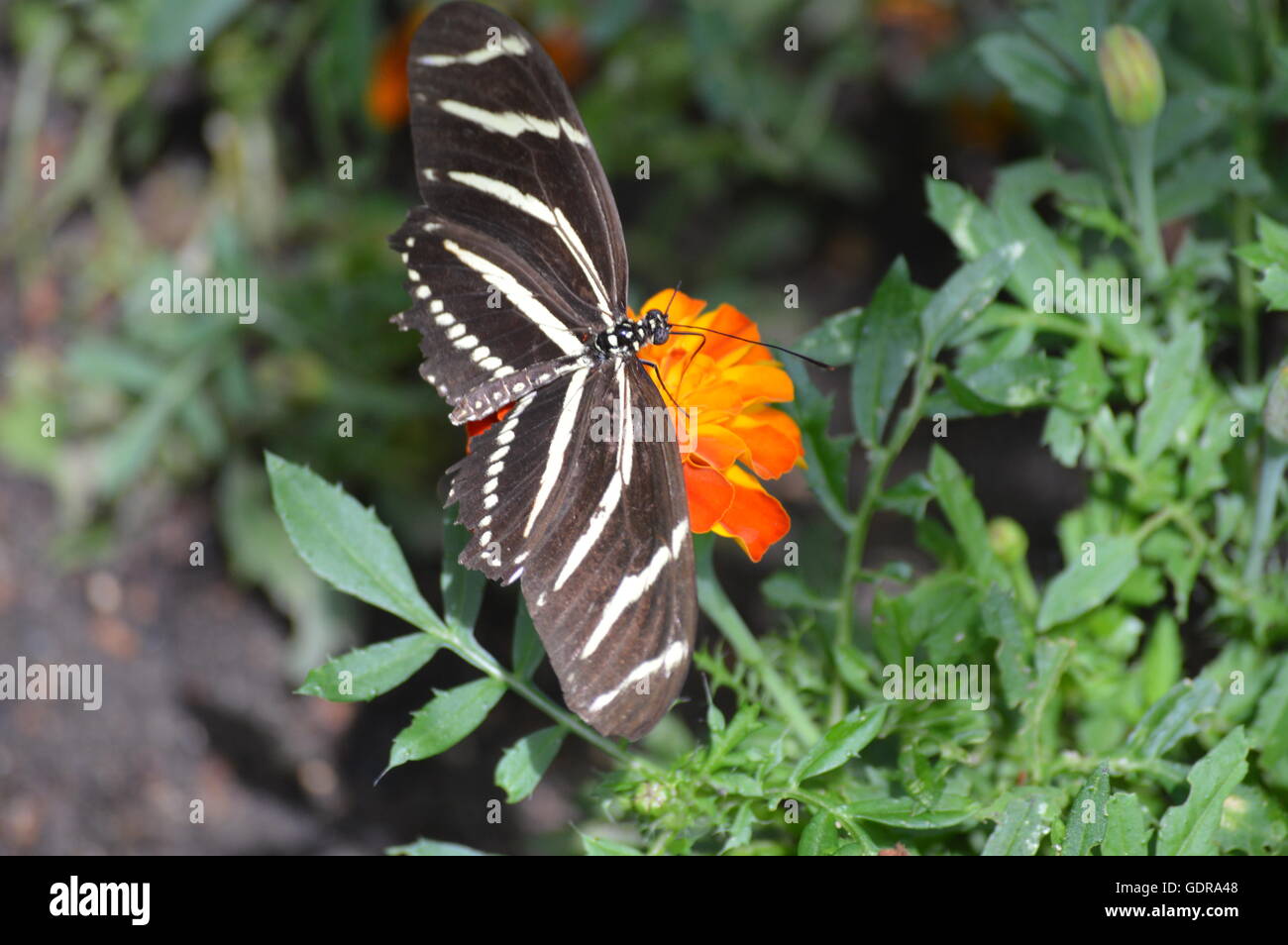 Butterfly in the garden during summer Stock Photo - Alamy