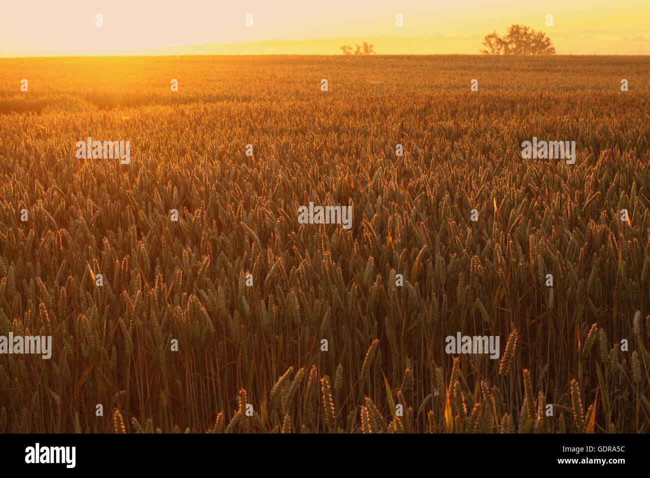 Wheat field sunrise Stock Photo - Alamy