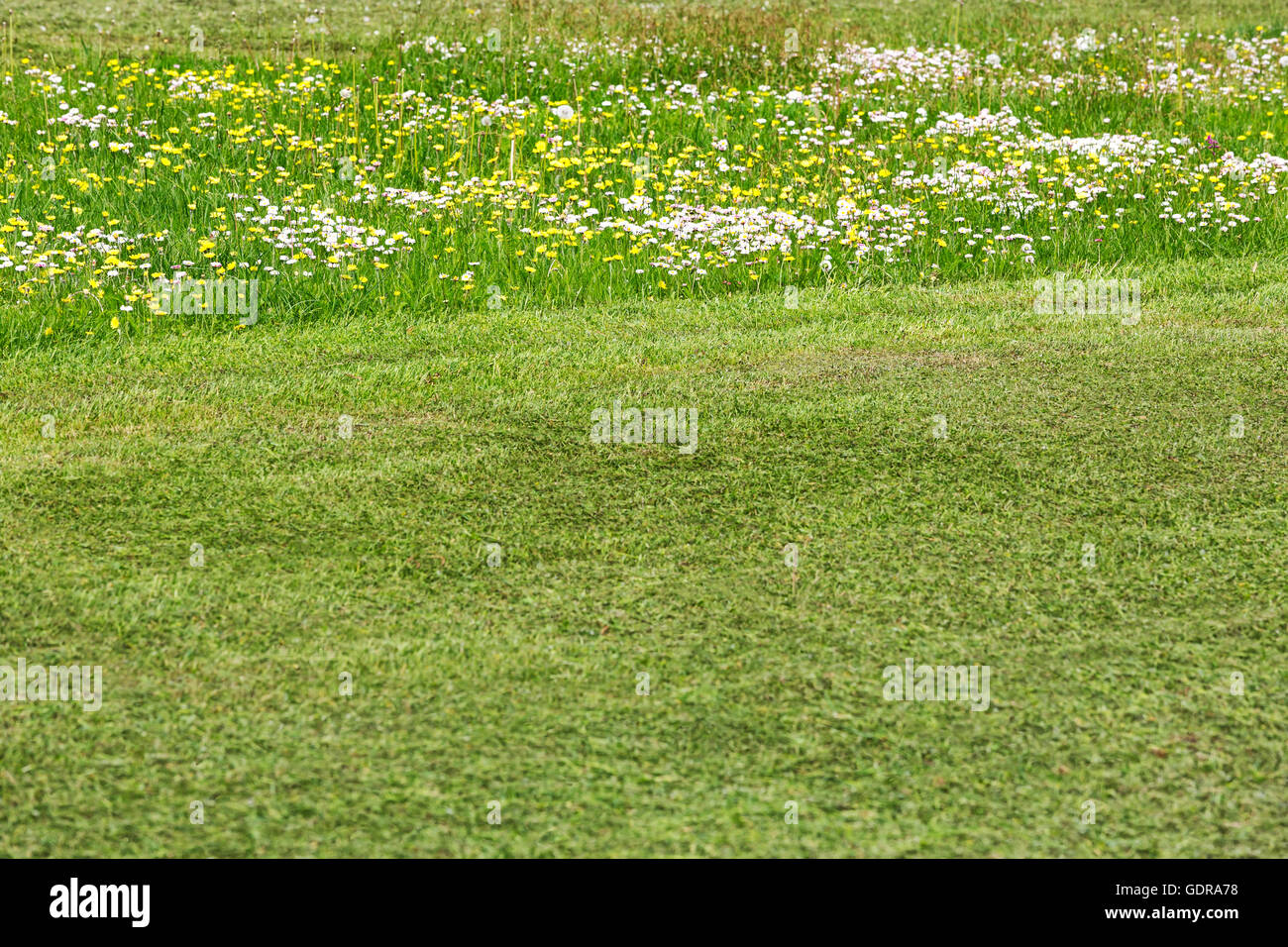 Freshly cut grass by red lawn mower Stock Photo - Alamy