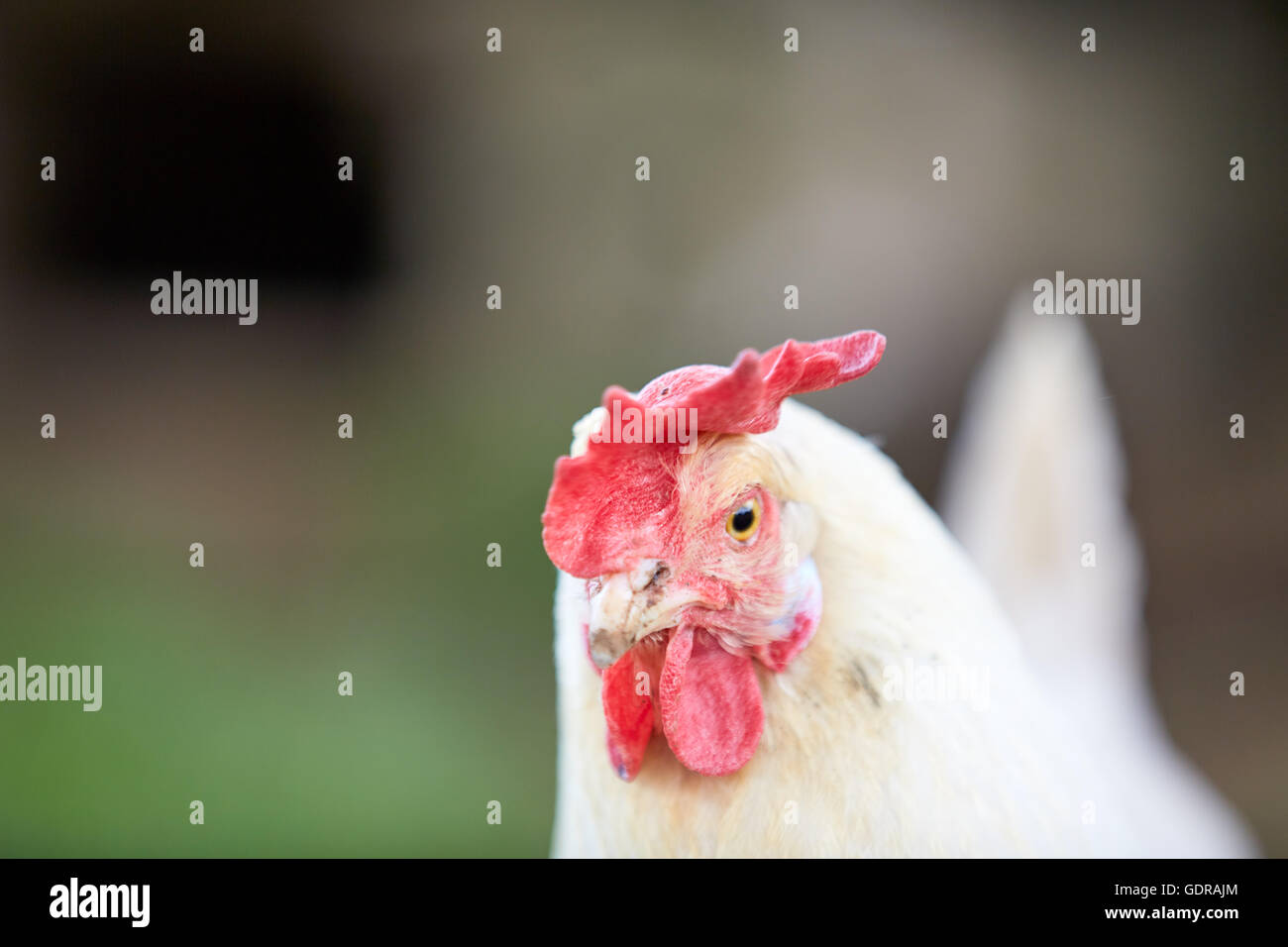 White chicken with red comb on the green grass of the yard Stock Photo ...