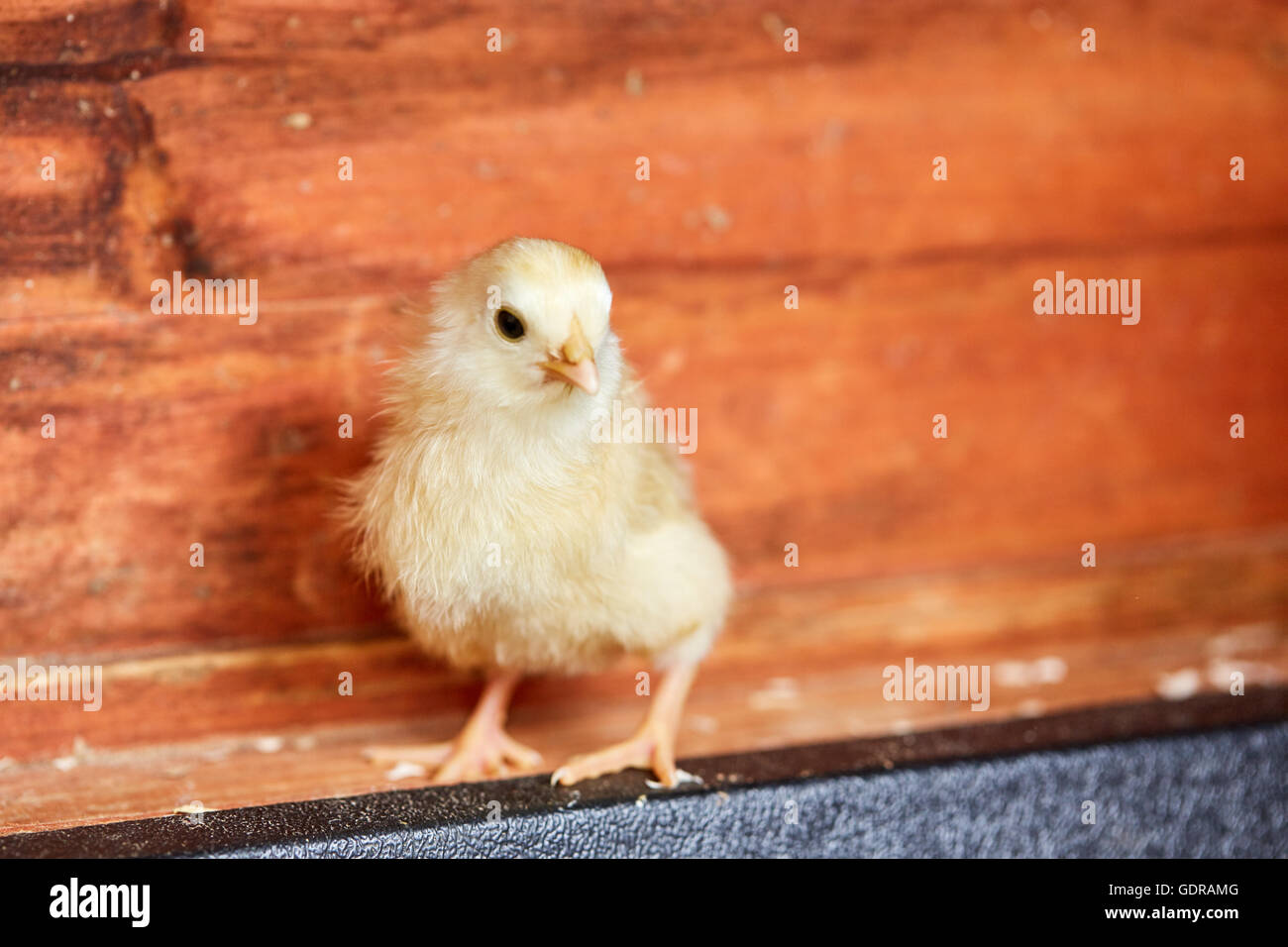 Chicks standing in egg hi-res stock photography and images - Alamy