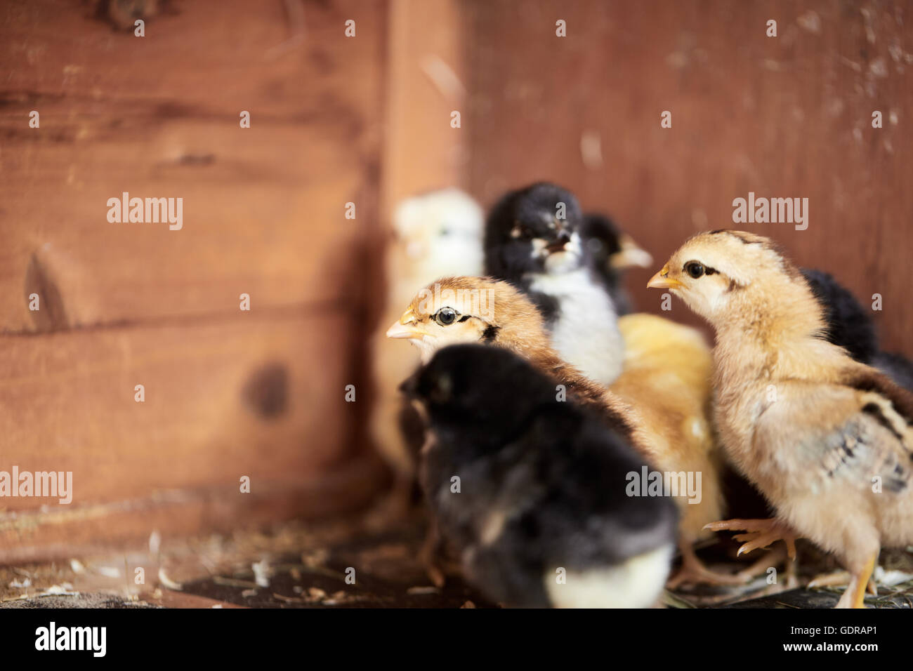 Different colored little chicks in the stable on the farm Stock Photo ...