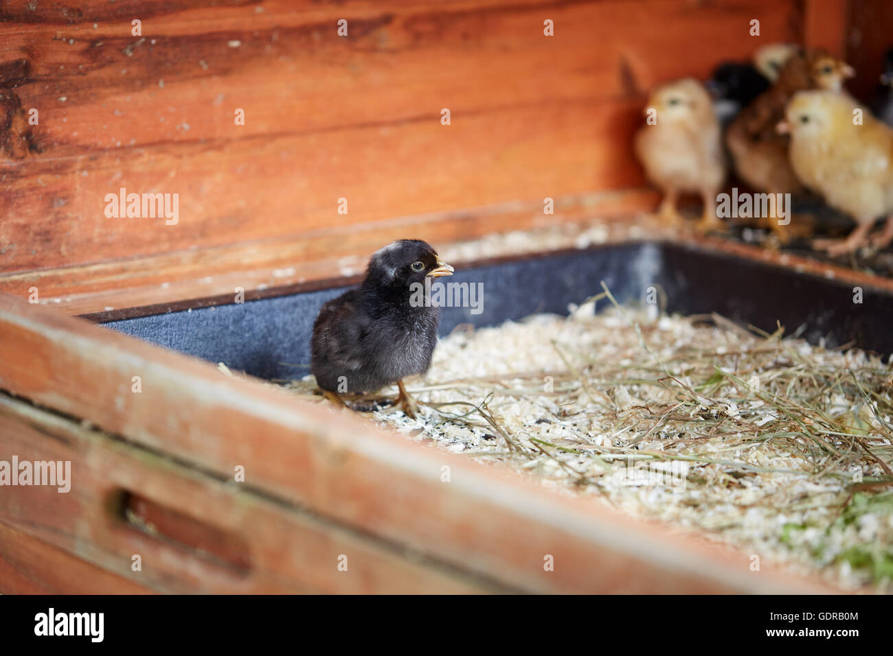 Different colored little chicks in the stable on the farm Stock Photo ...