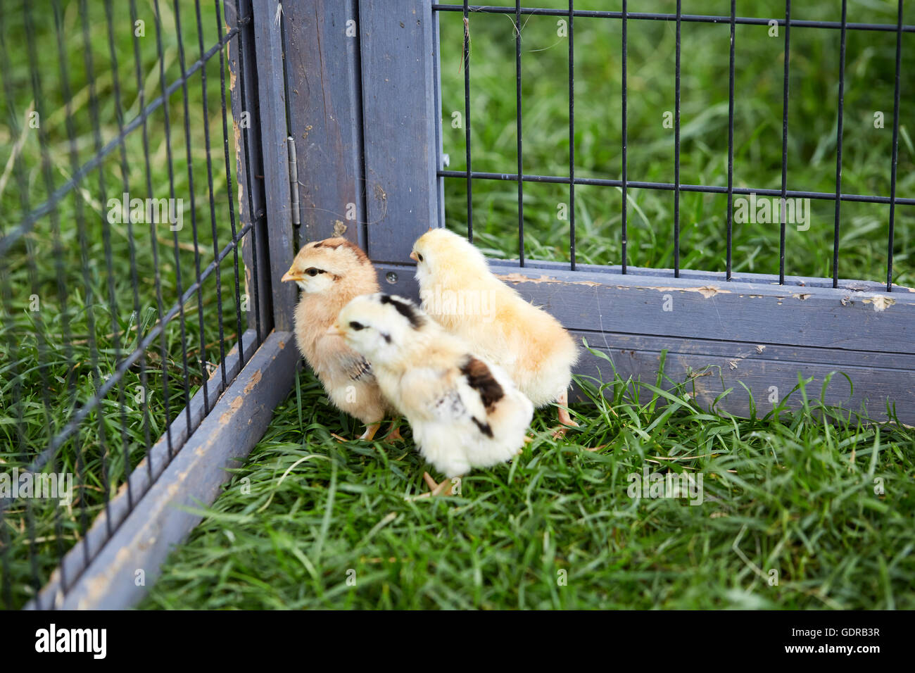 Break away cage hi-res stock photography and images - Alamy