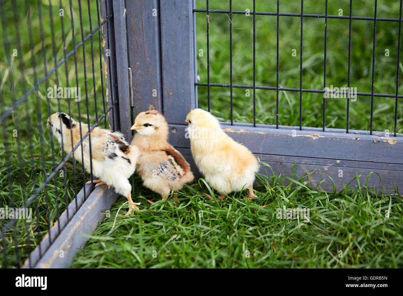 Break away cage hi-res stock photography and images - Alamy