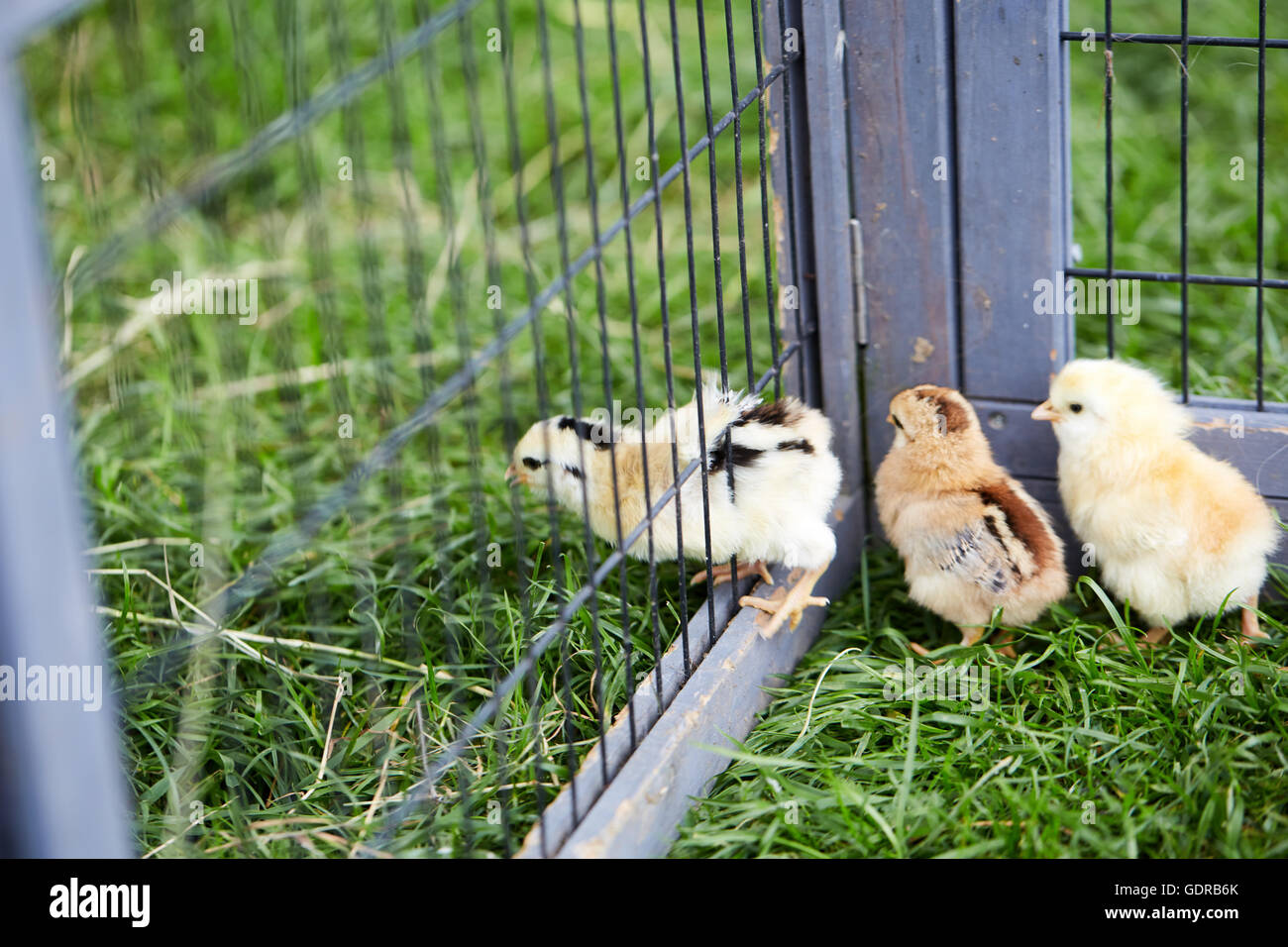 Three chicks breaking out off the cage in the garden Stock Photo - Alamy