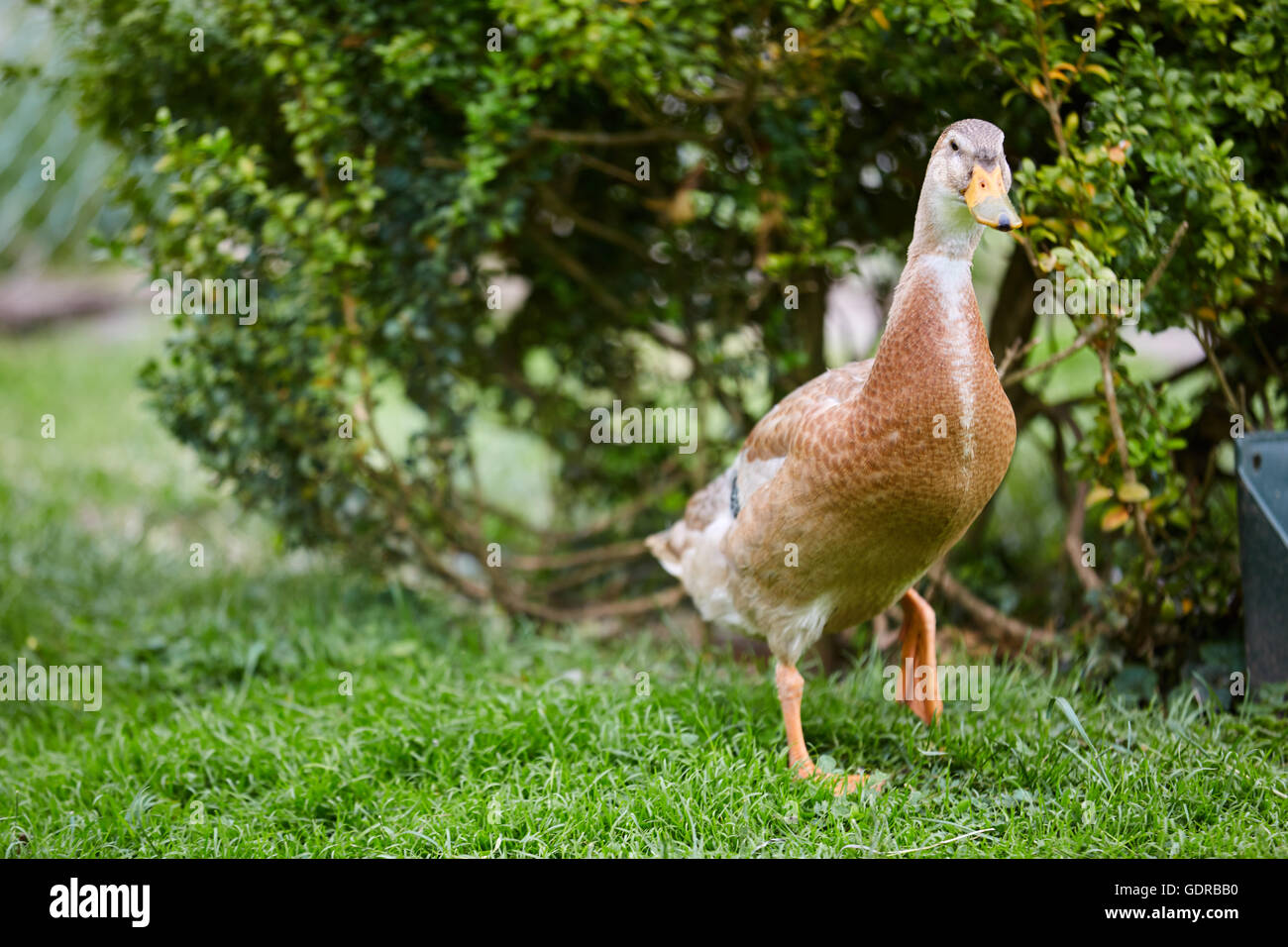 Running duck hi-res stock photography and images - Alamy