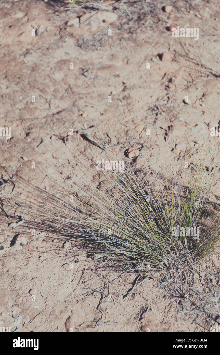 Bush in a dry ground Stock Photo - Alamy