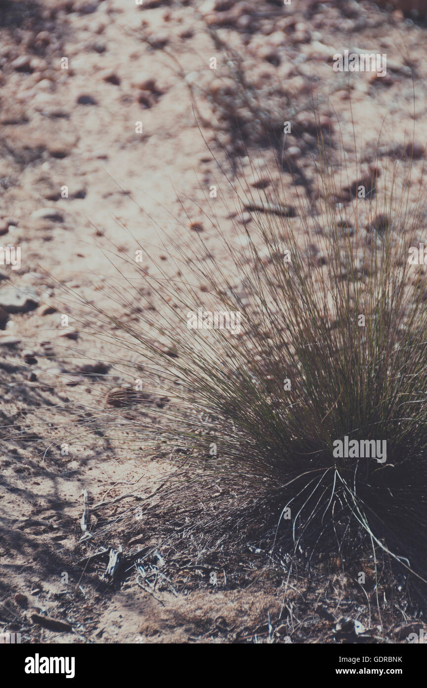 Bush in a dry ground Stock Photo - Alamy
