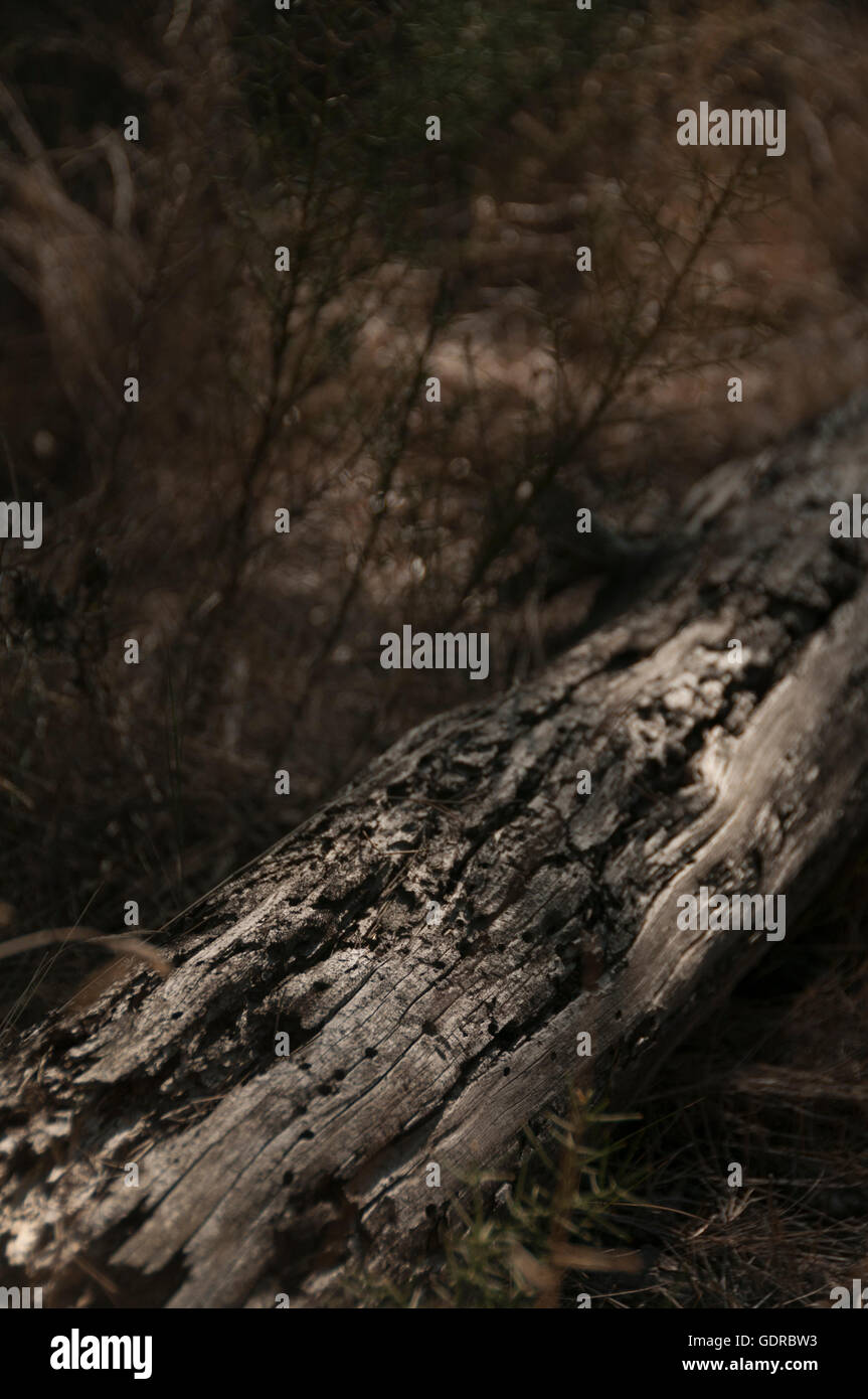 Dead tree trunk Stock Photo - Alamy