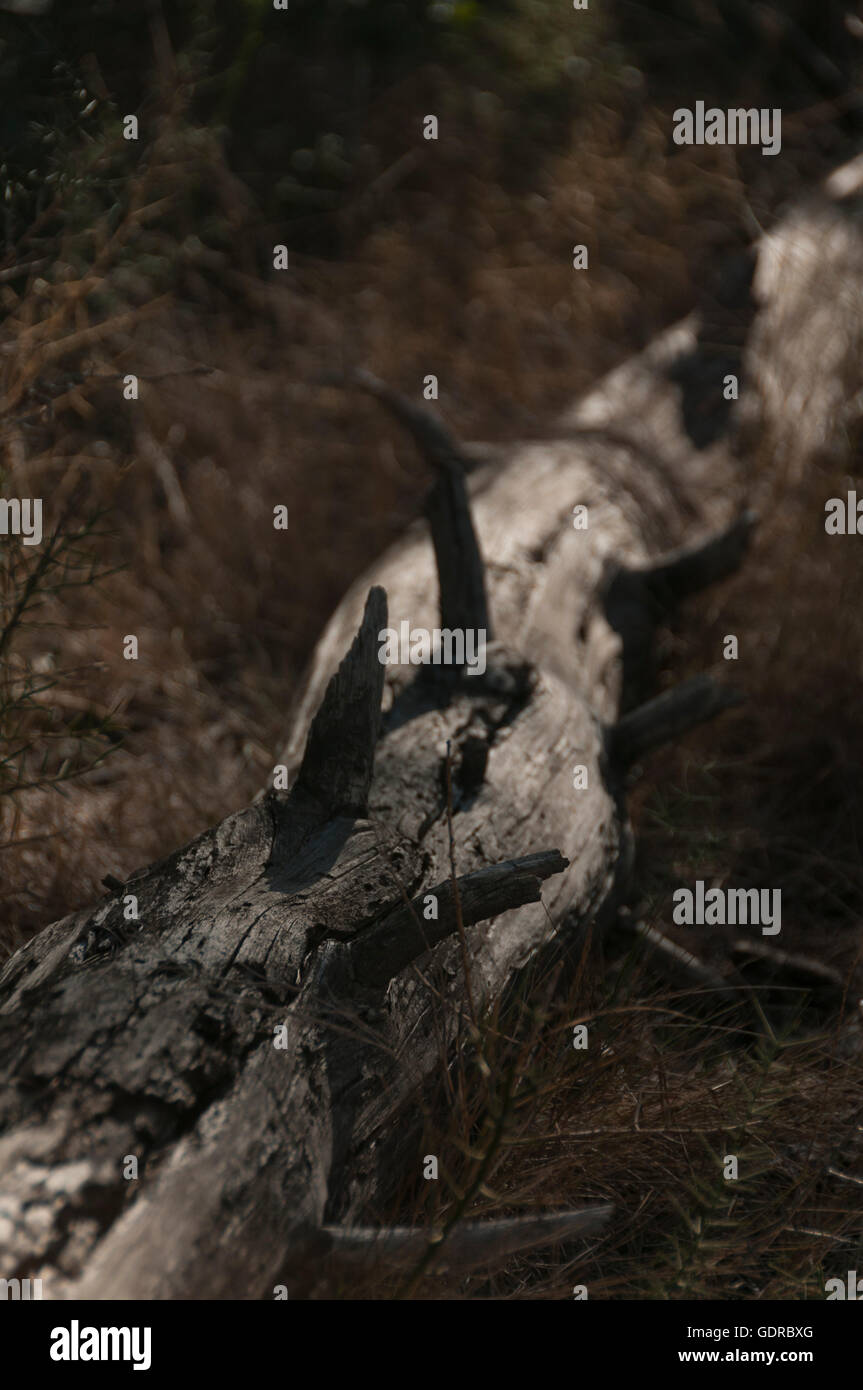 Dead tree trunk Stock Photo - Alamy