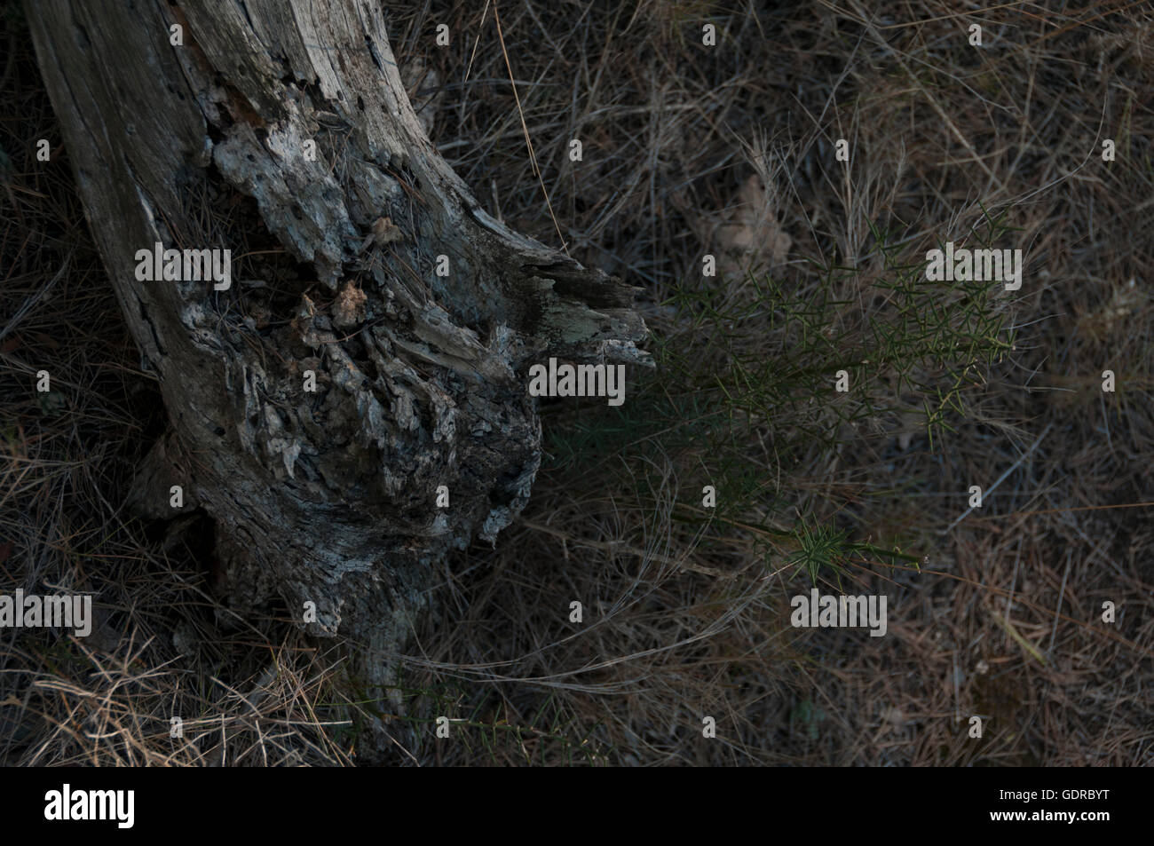Dead tree trunk Stock Photo - Alamy