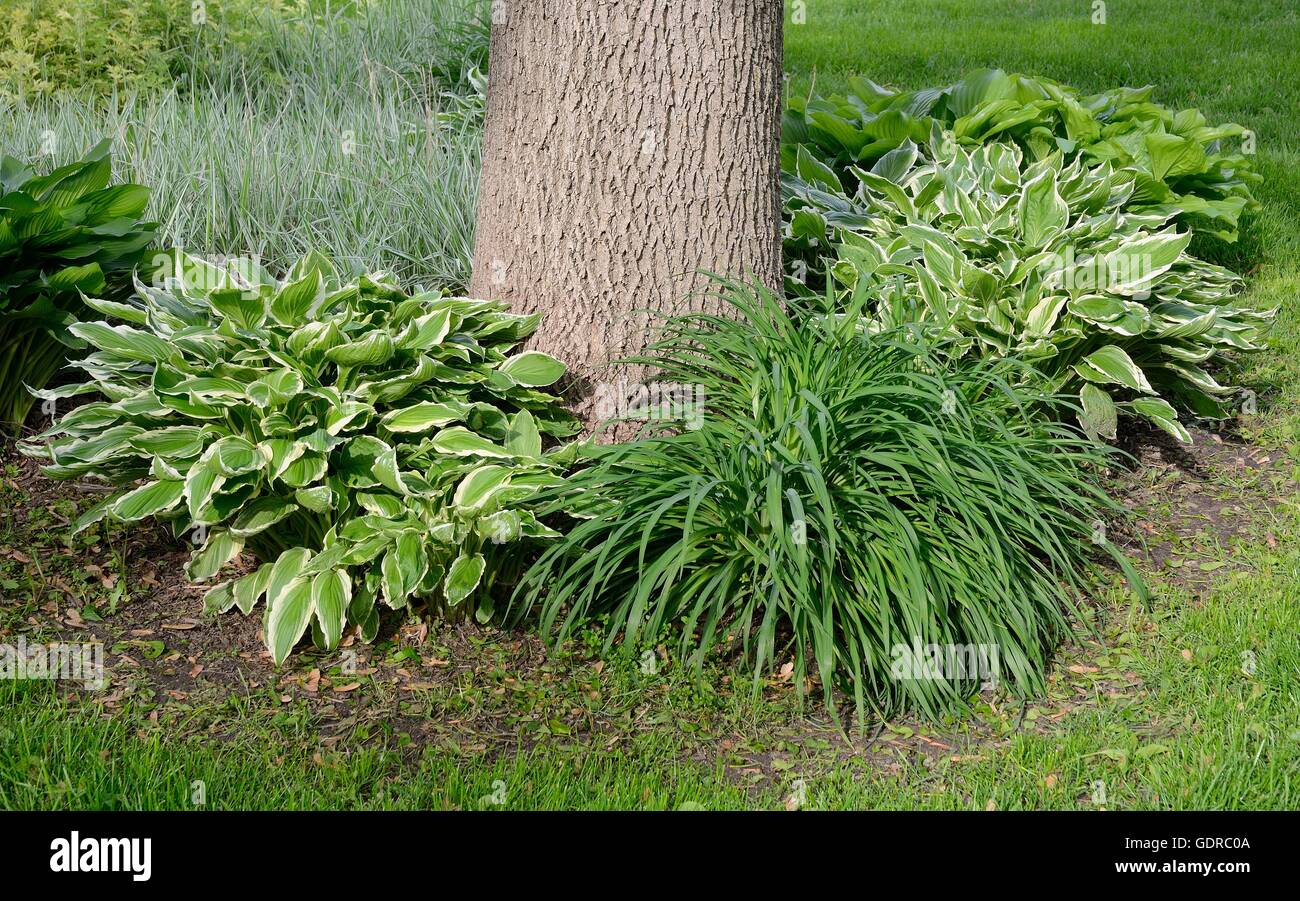 Variegated Ribbon Grass