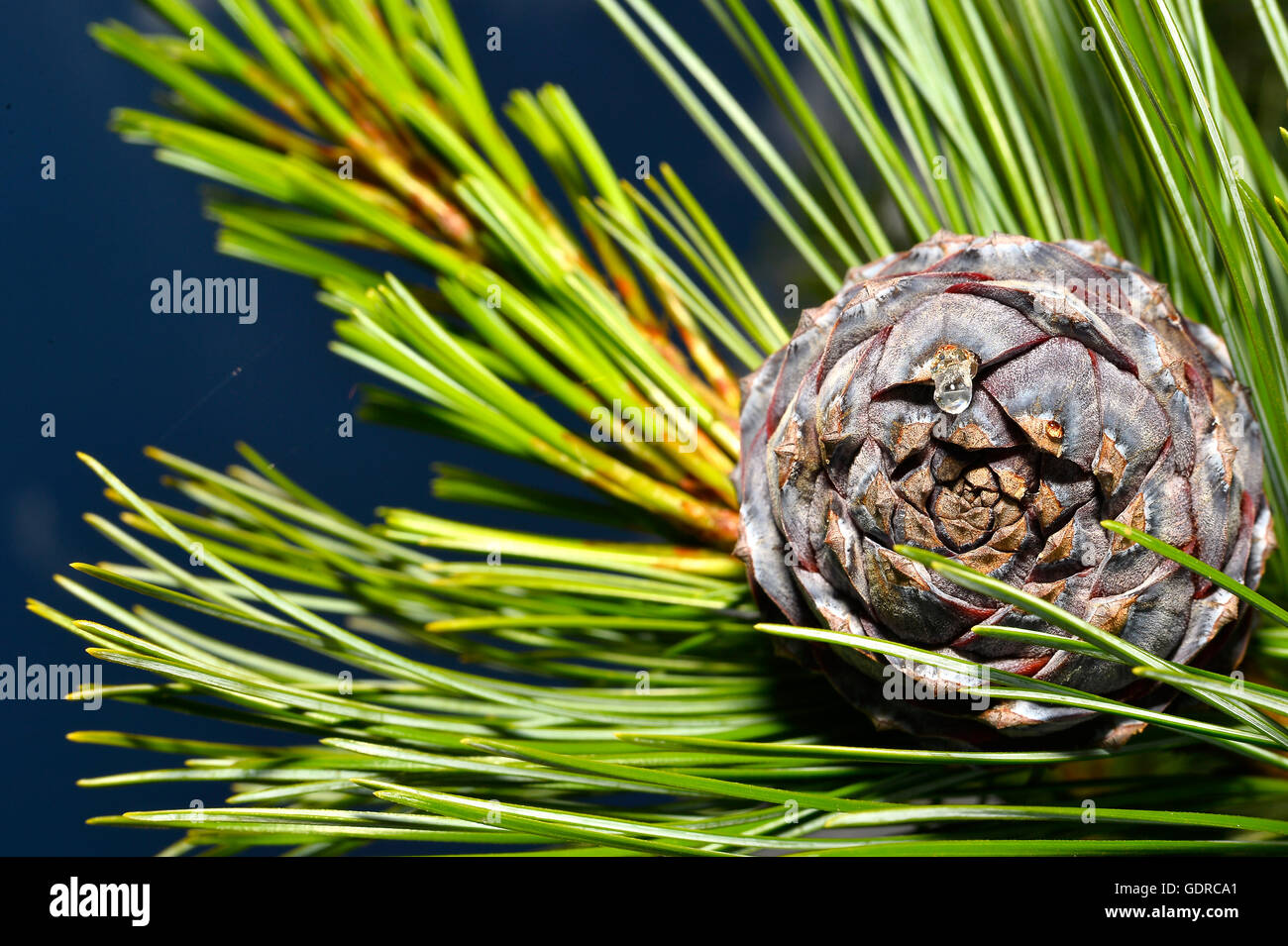 Close up coniferous tree hi-res stock photography and images - Alamy