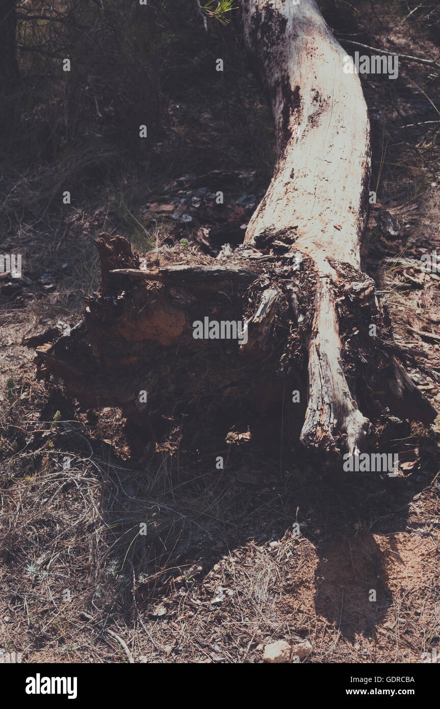 Dead Forest Trees Deadwood Deforestation High Resolution Stock ...