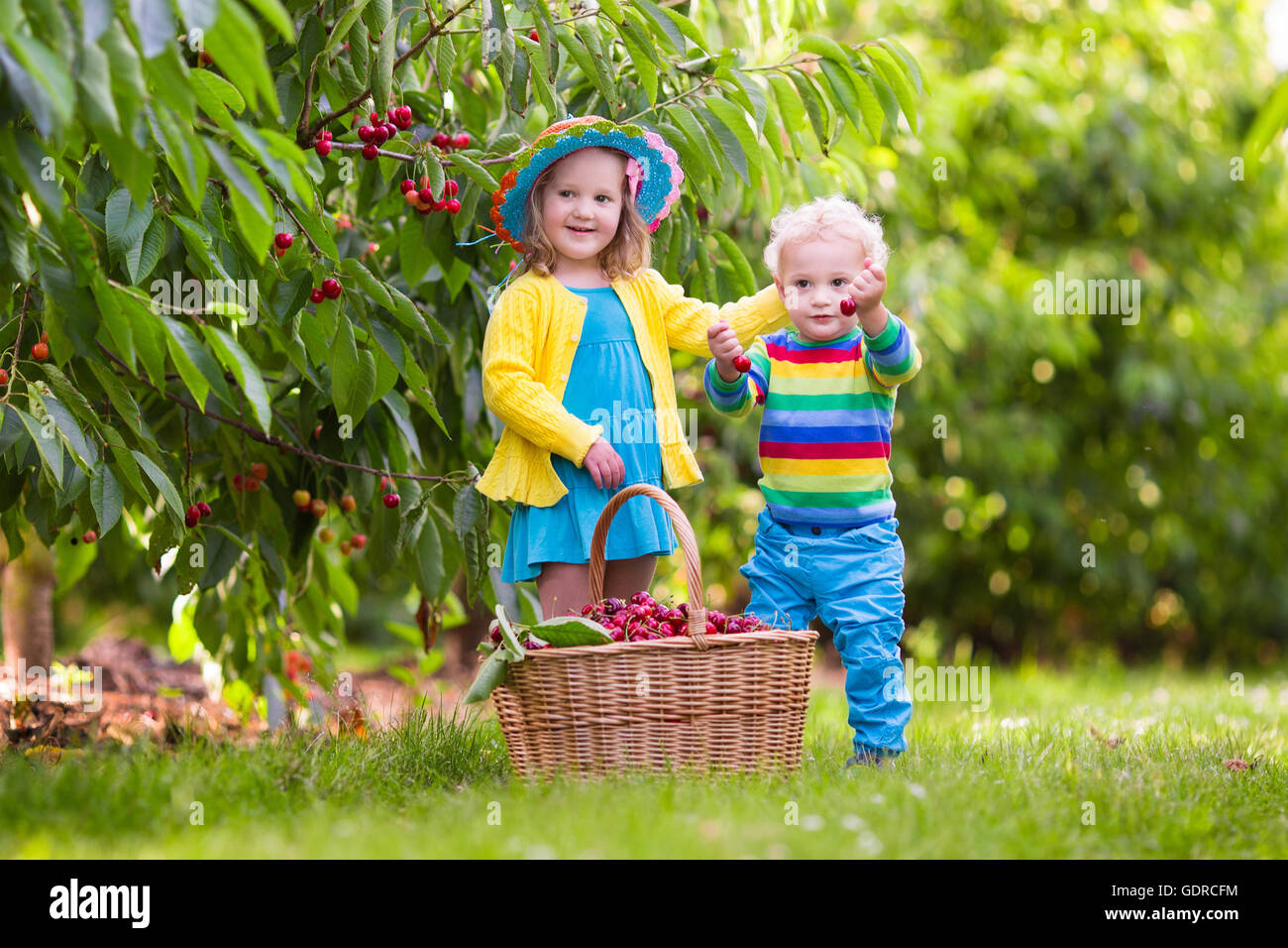 Kids picking cherry on fruit farm. Children pick cherries in summer ...