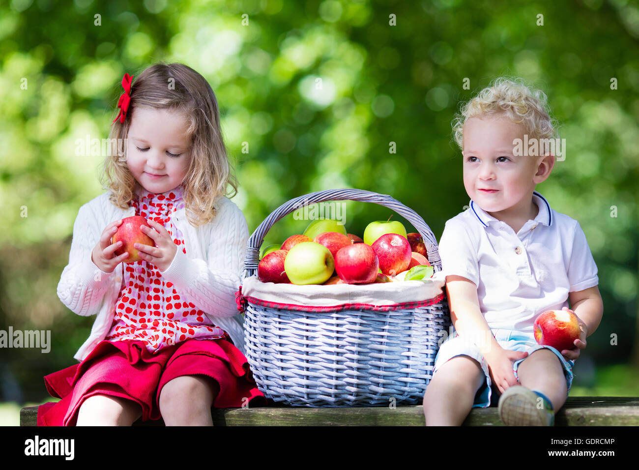 Child picking apples on a farm in autumn. Little girl playing in apple ...