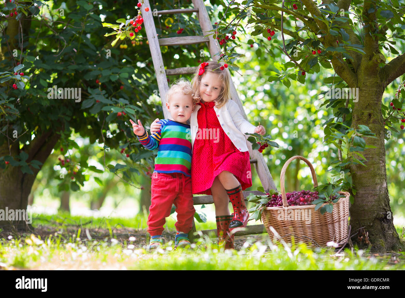 Kids picking cherry on fruit farm. Children pick cherries in summer ...