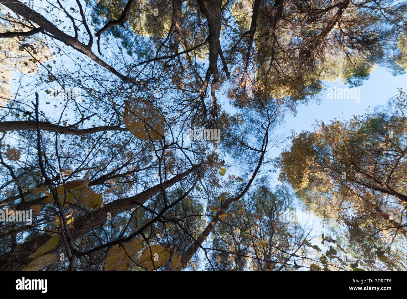 Looking up in a forest Stock Photo - Alamy