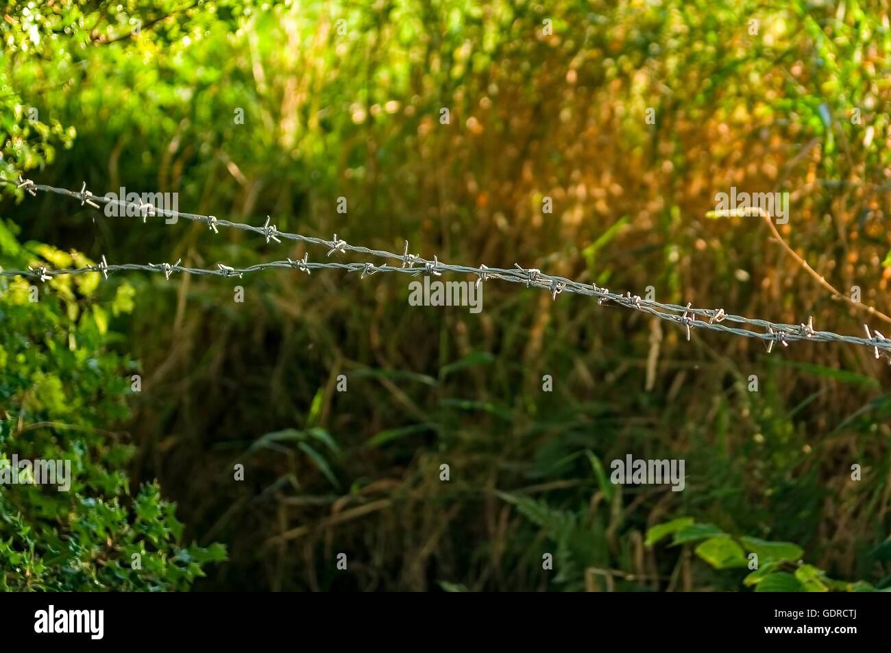 Barbed wire strand; backlit grass in background; landscape Stock Photo ...