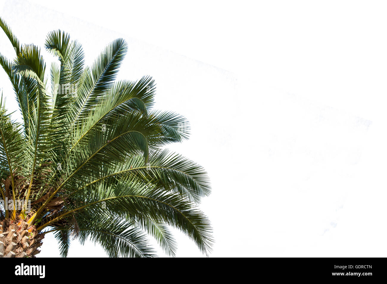 Single coconut palm trees hi-res stock photography and images - Alamy