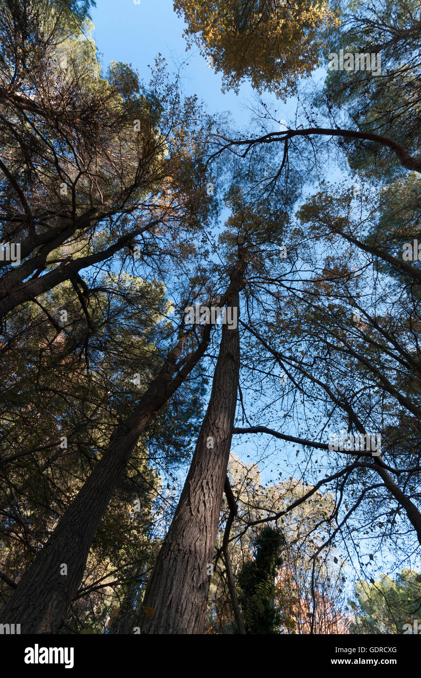 Looking up in a forest Stock Photo - Alamy