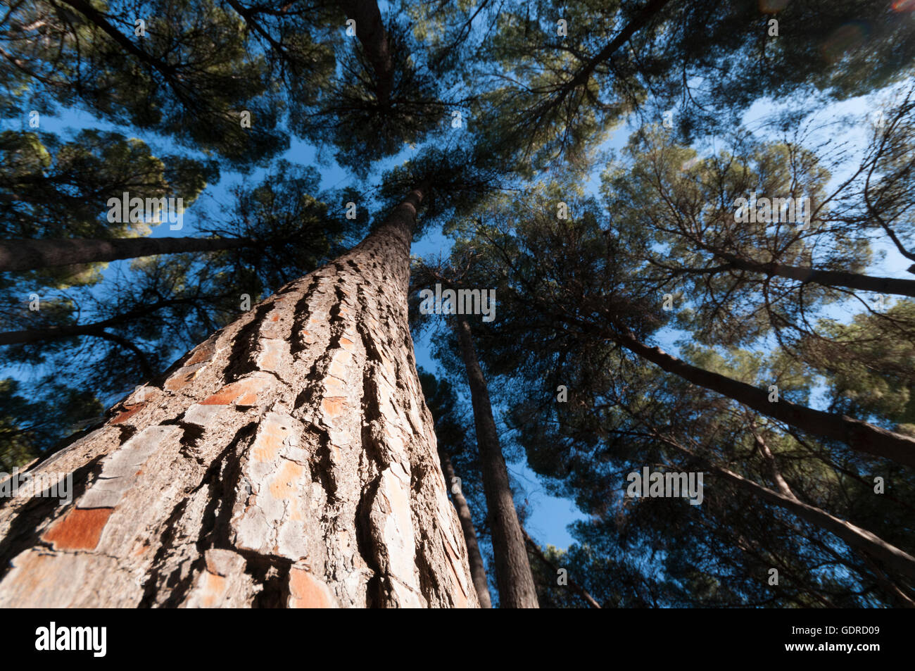 Looking up in a forest Stock Photo - Alamy