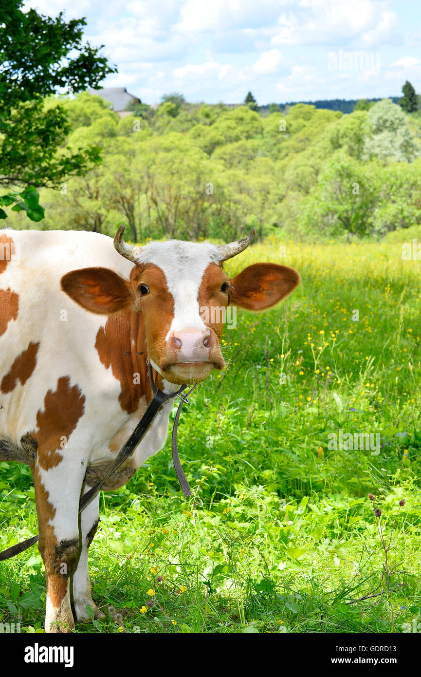Portrait of rural cows grazing on a green meadow, close-up Stock Photo ...
