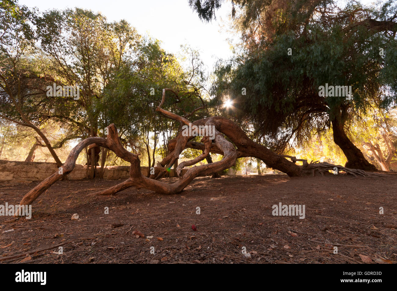 Mediterranean forest sunbeam sunlight hi-res stock photography and ...