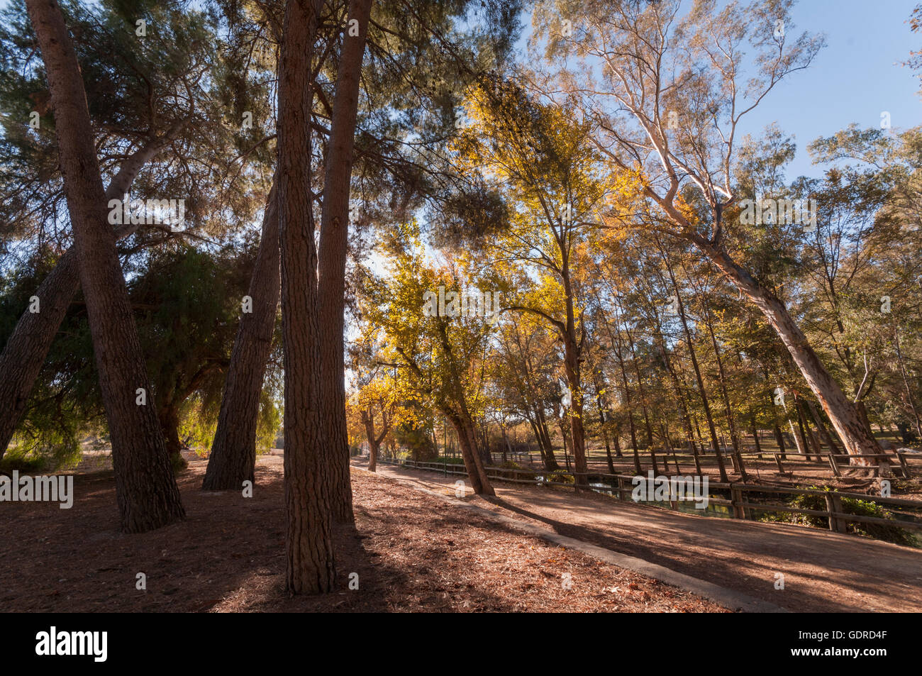 Mediterranean forest sunbeam sunlight hi-res stock photography and ...