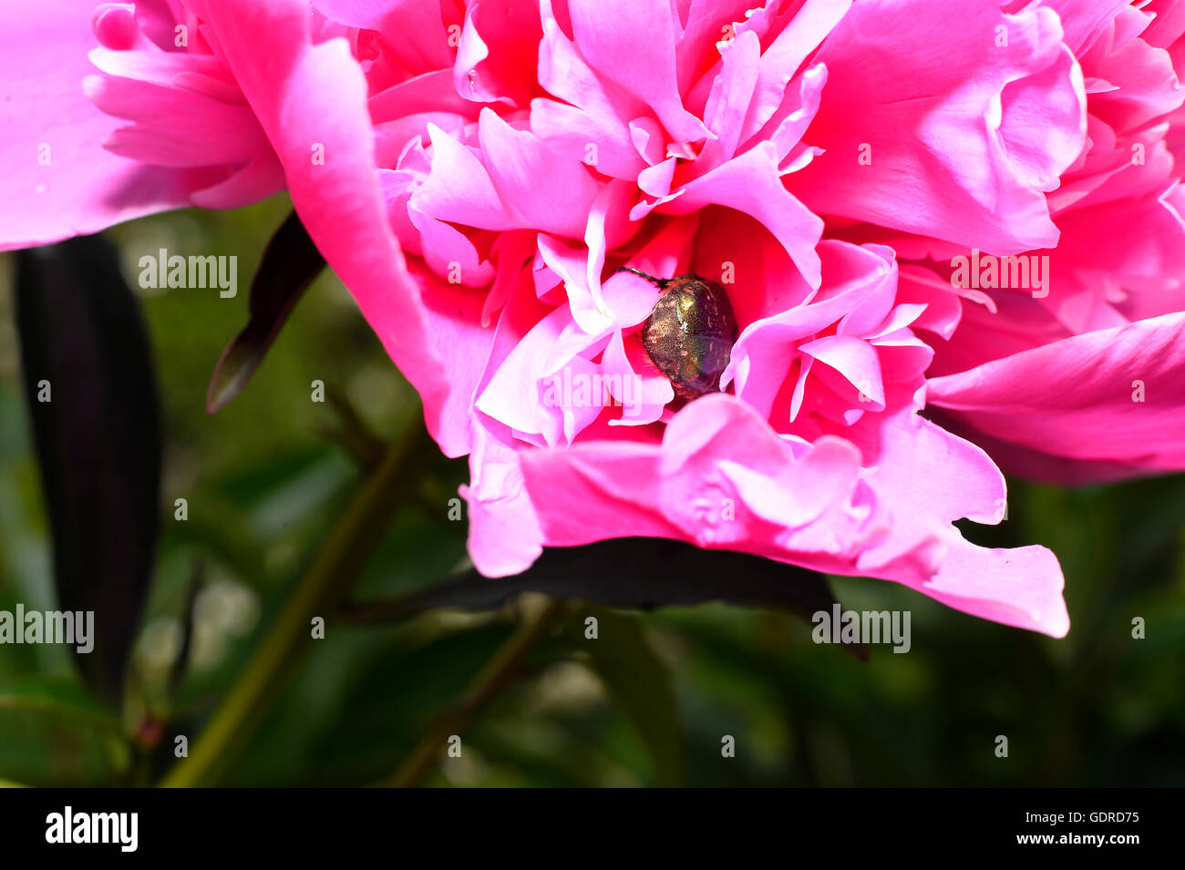 Flowering vines in the garden close-up Stock Photo - Alamy