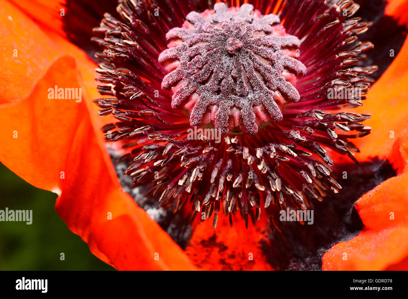 Red poppy flower, stamens and pistils, macro Stock Photo - Alamy