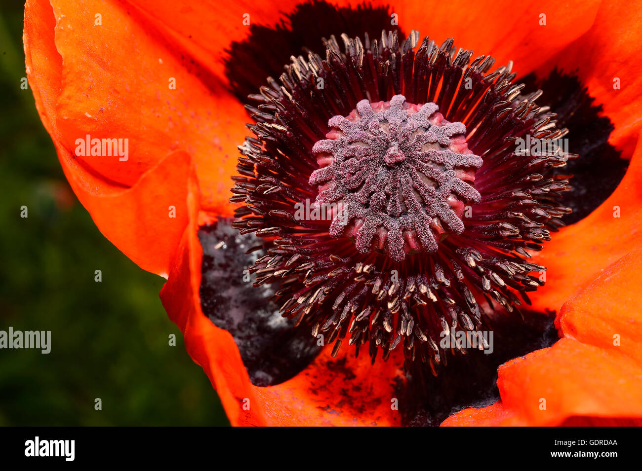 Red poppy flower, stamens and pistils, macro Stock Photo - Alamy