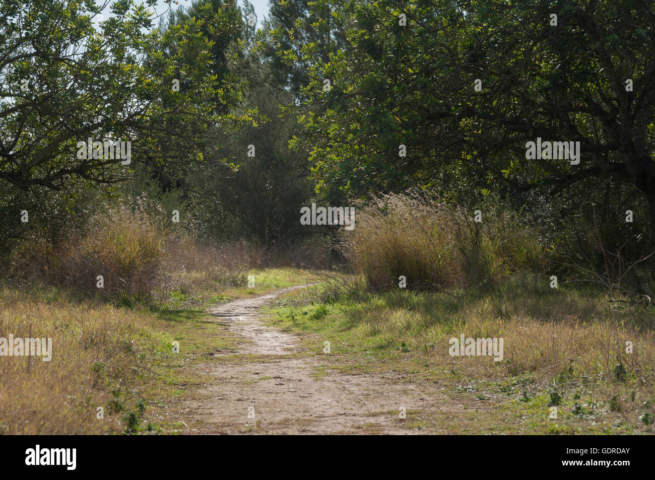 Pathway through forest Stock Photo - Alamy