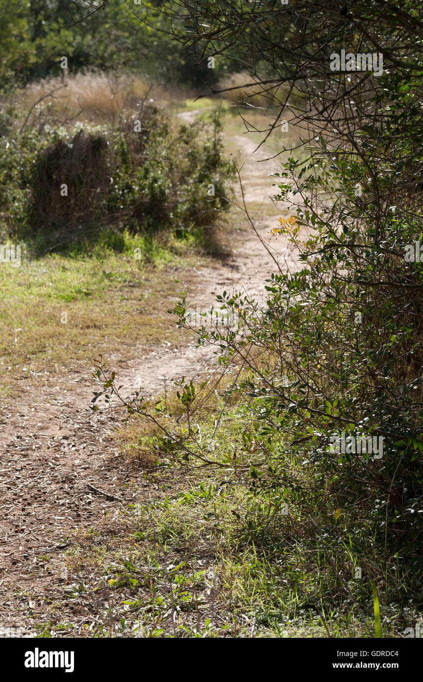 Pathway through forest Stock Photo - Alamy