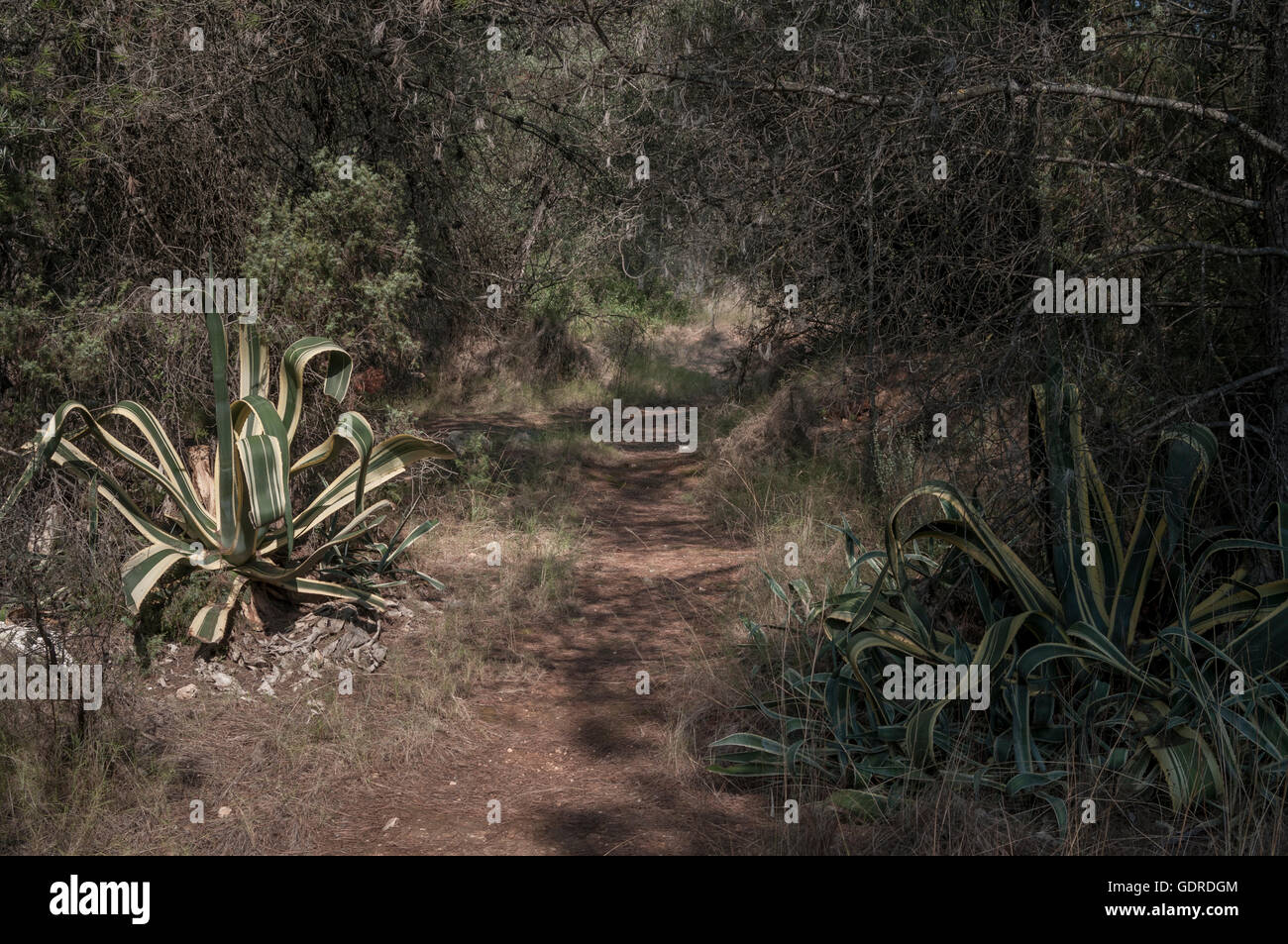 Pathway through a forest Stock Photo - Alamy