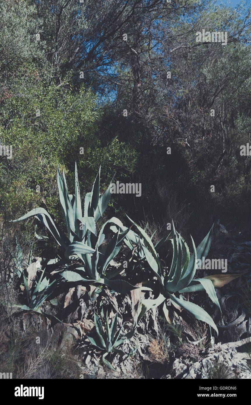 Mediterranean forest floor hi-res stock photography and images - Alamy