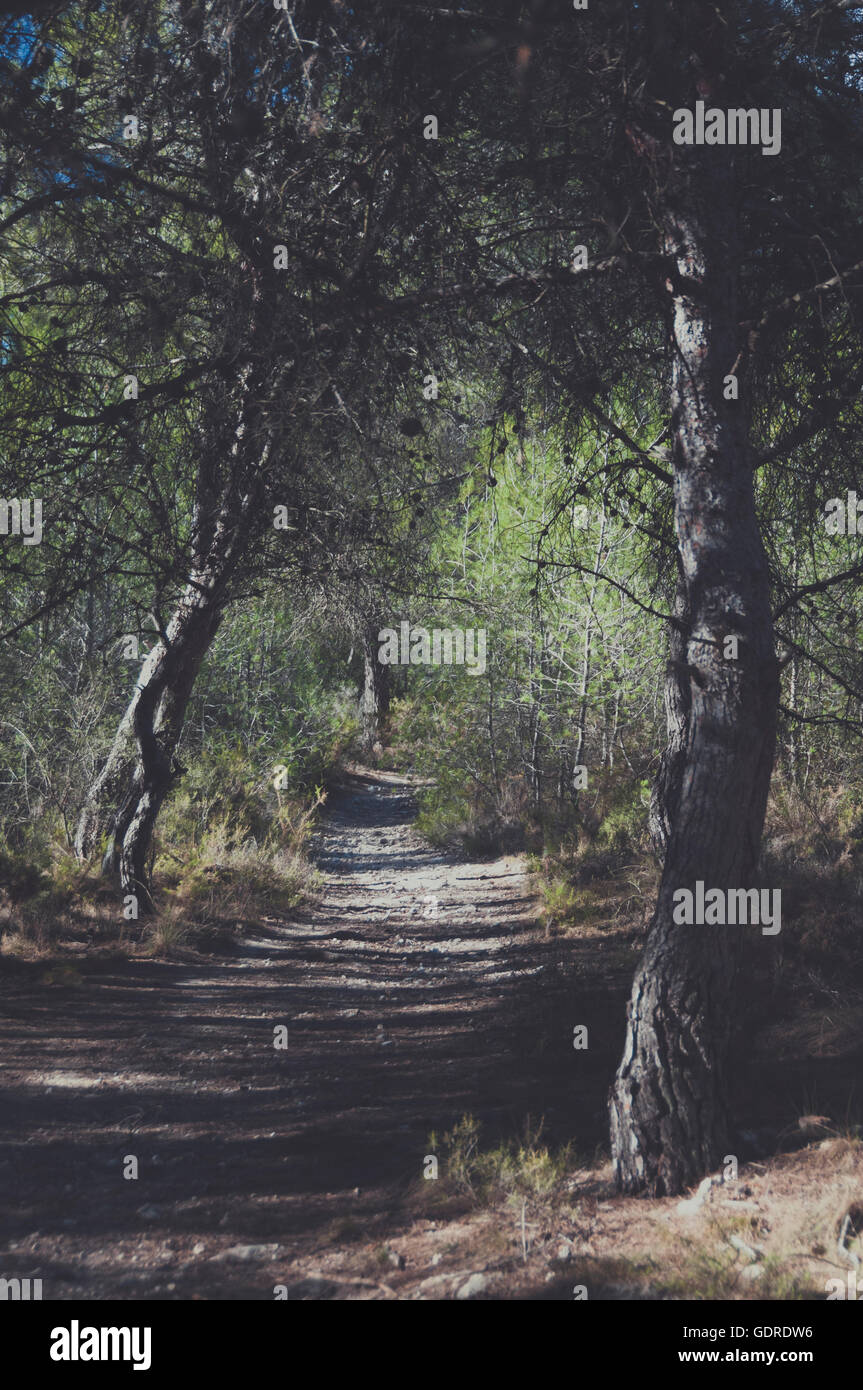 Pathway through a pine tree forest Stock Photo - Alamy